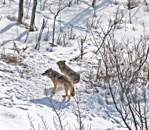 US officials OK plan for Isle Royale wolf population | News, Sports ...